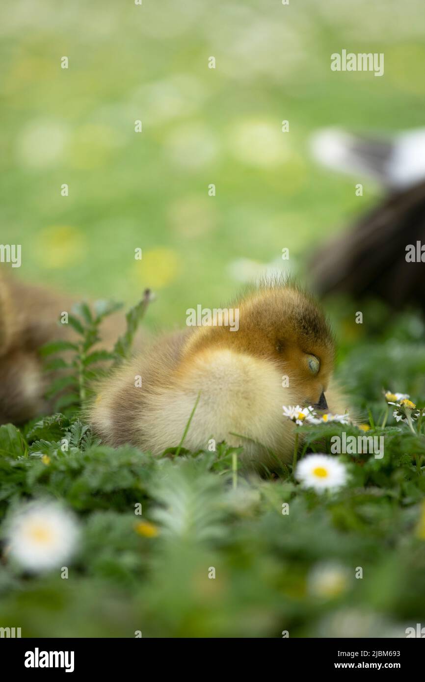 Canada gosling group hi-res stock photography and images - Alamy
