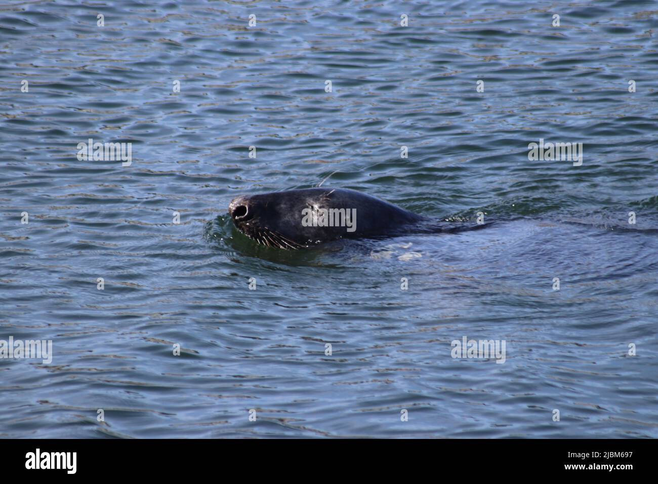 Beautiful young seal pup swimming hi-res stock photography and images ...