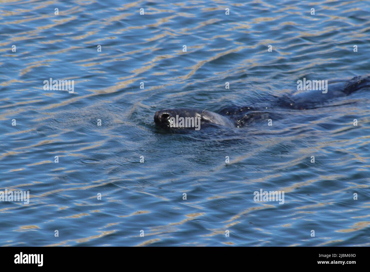 Seal eating fish Stock Photo - Alamy