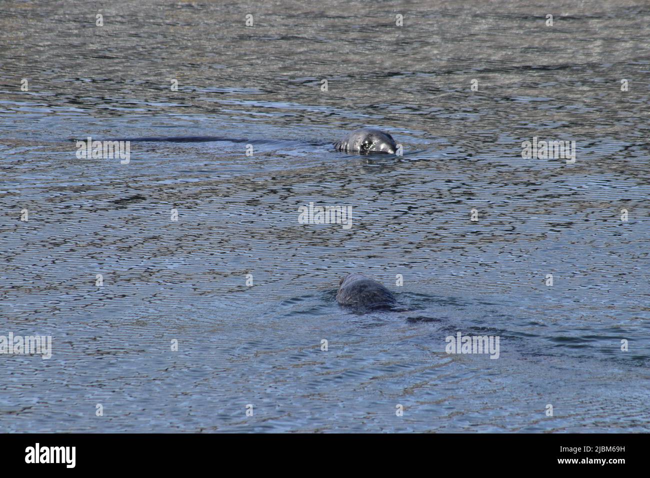 Seal eating fish Stock Photo - Alamy