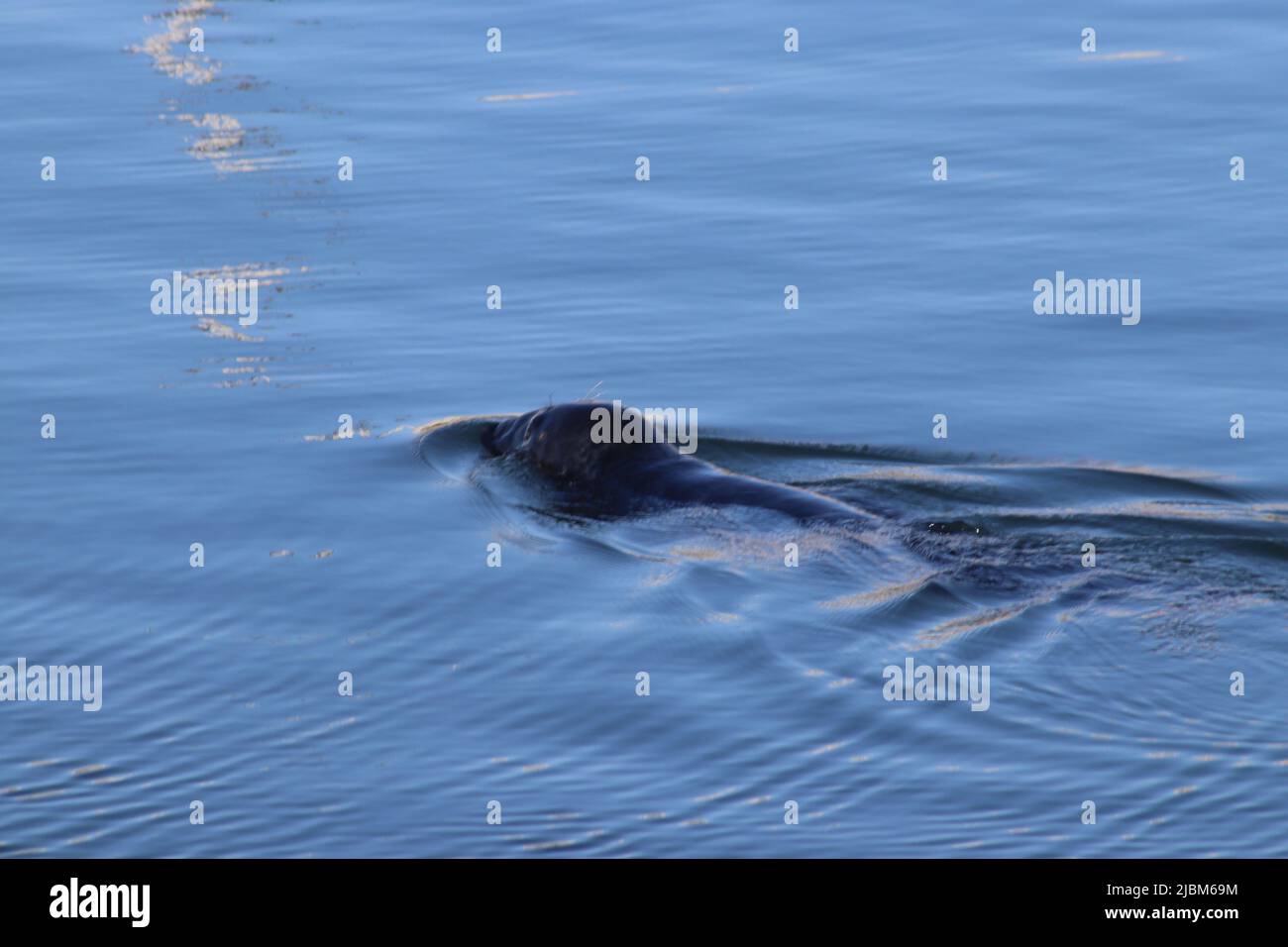 Seal eating fish Stock Photo - Alamy