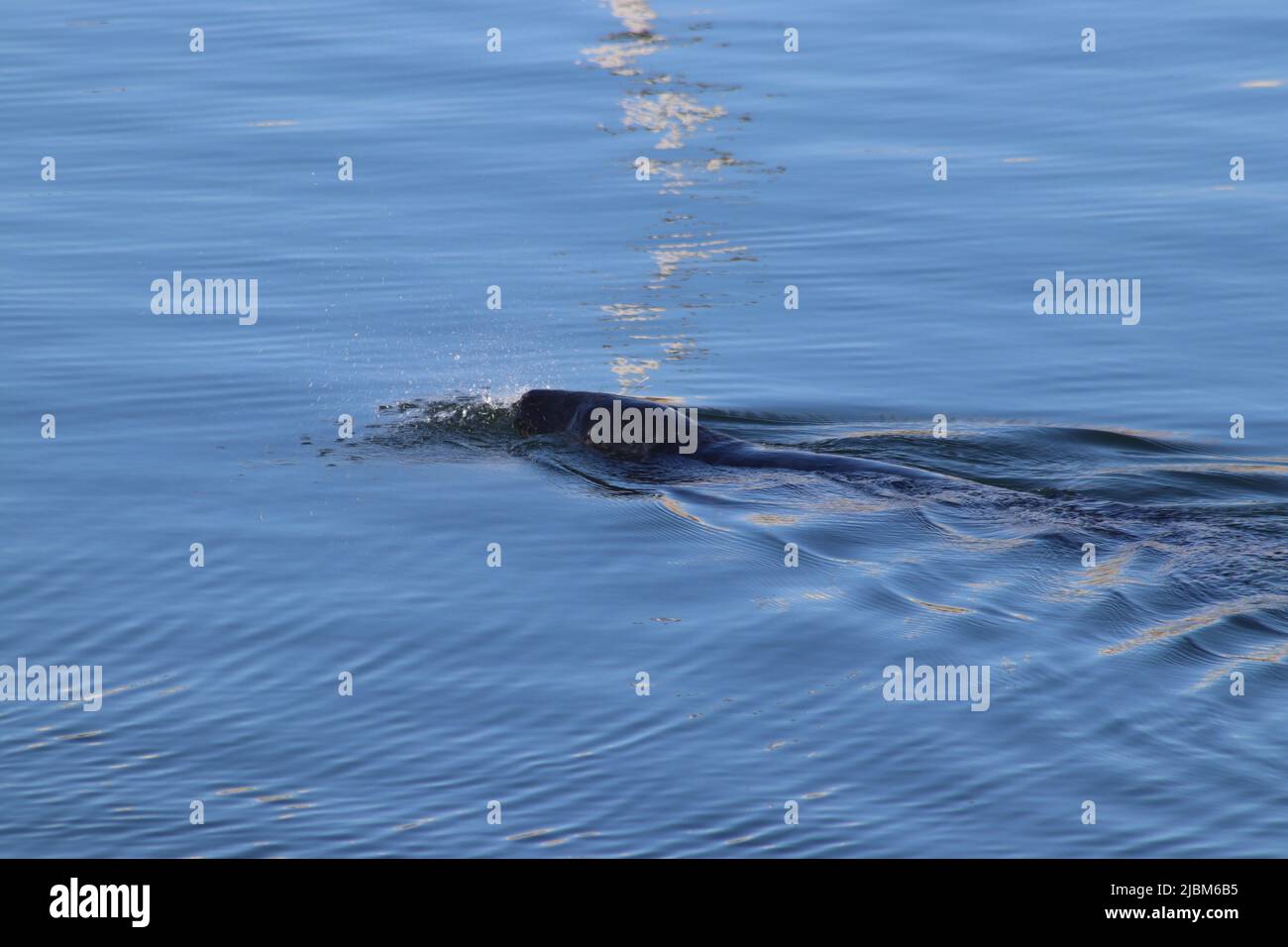 Seal eating fish Stock Photo - Alamy