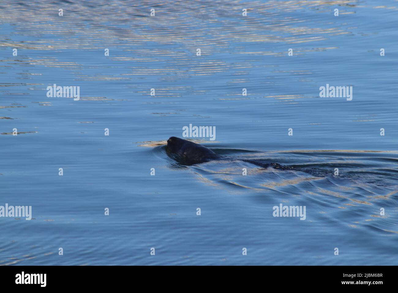 Seal eating fish Stock Photo - Alamy