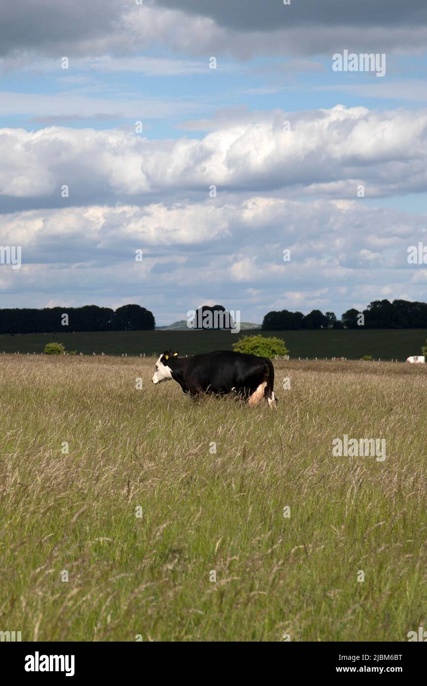 Cattle working hard hi-res stock photography and images - Alamy