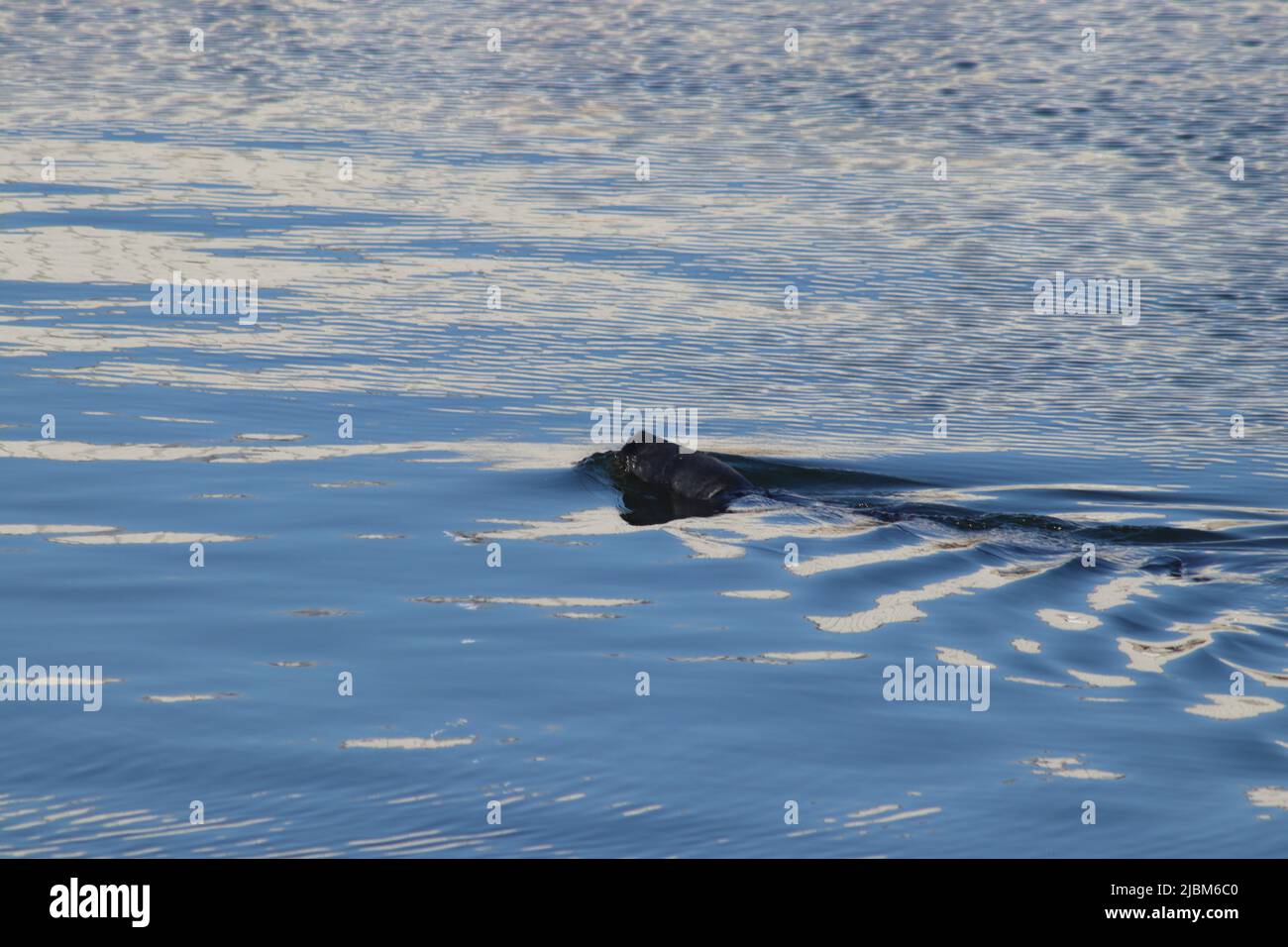 Seal eating fish Stock Photo - Alamy