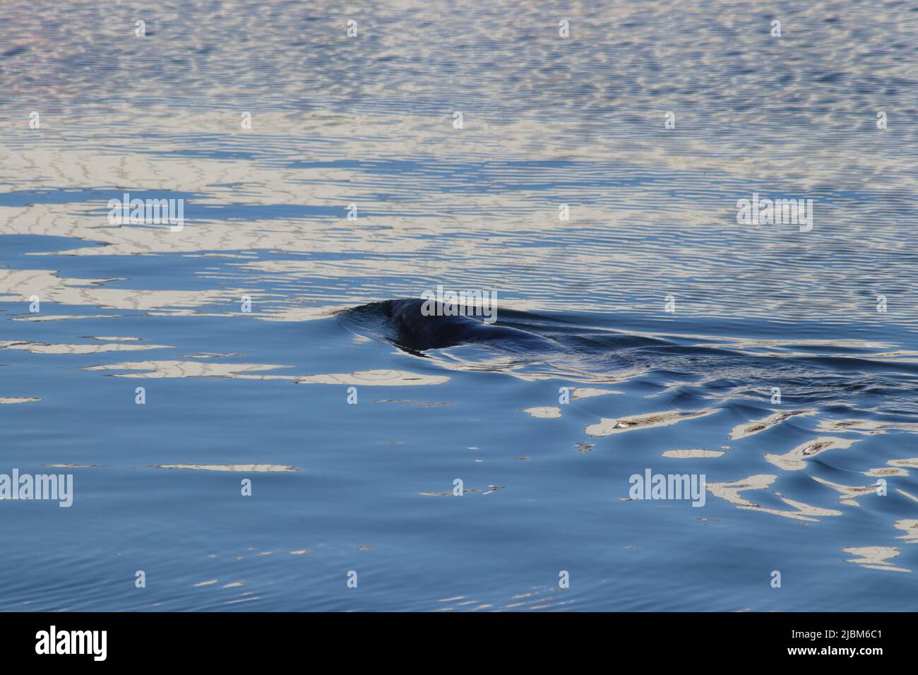 Seal eating fish Stock Photo - Alamy