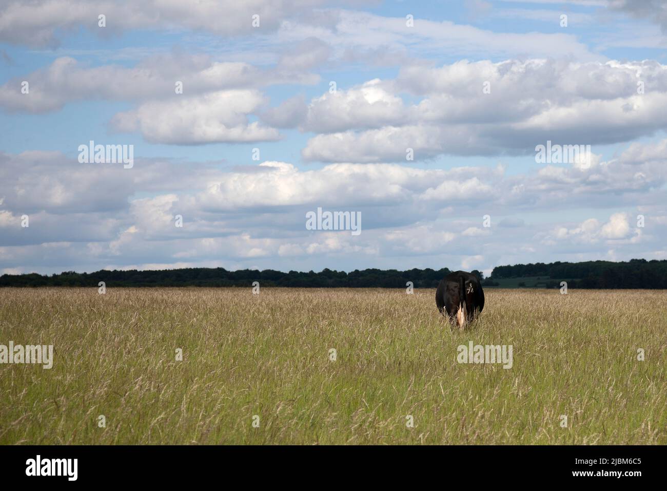 Cattle working hard hi-res stock photography and images - Alamy