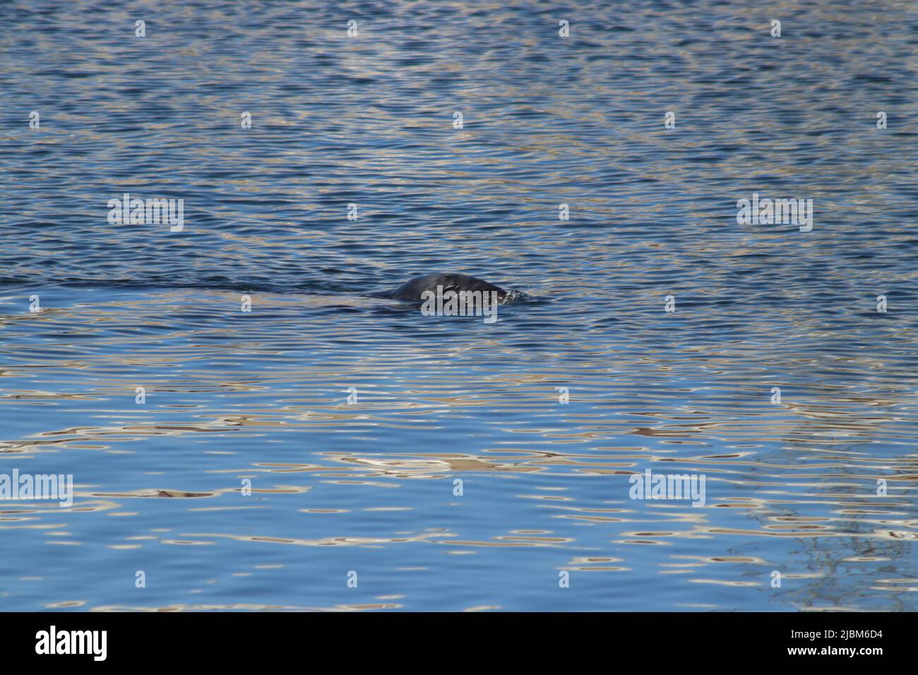 Seal eating fish Stock Photo - Alamy