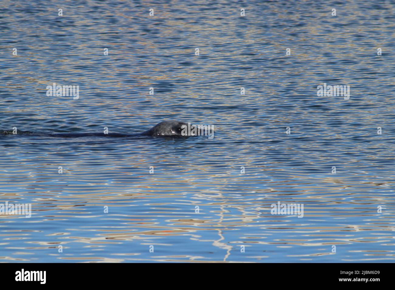 Seal eating fish Stock Photo - Alamy