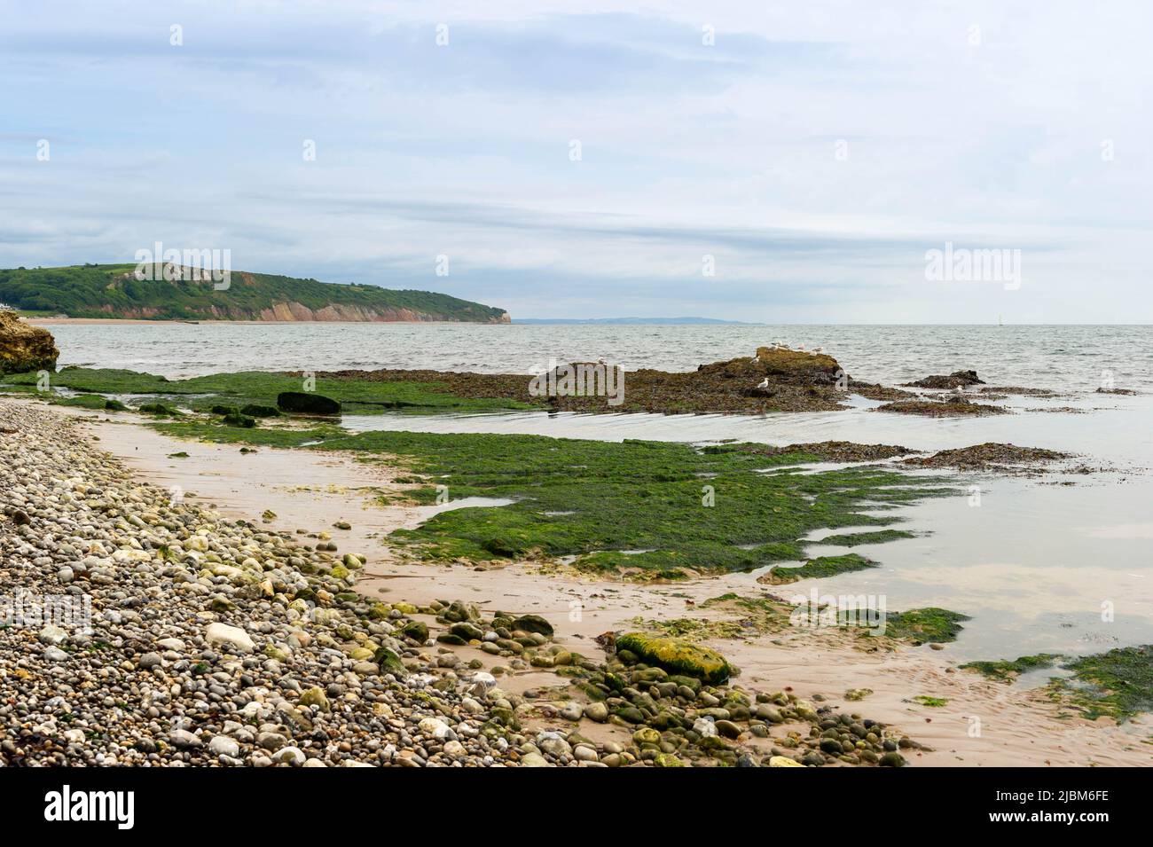 Seaweed covered rocks at low tide, looking out to sea at Beer, Devon ...