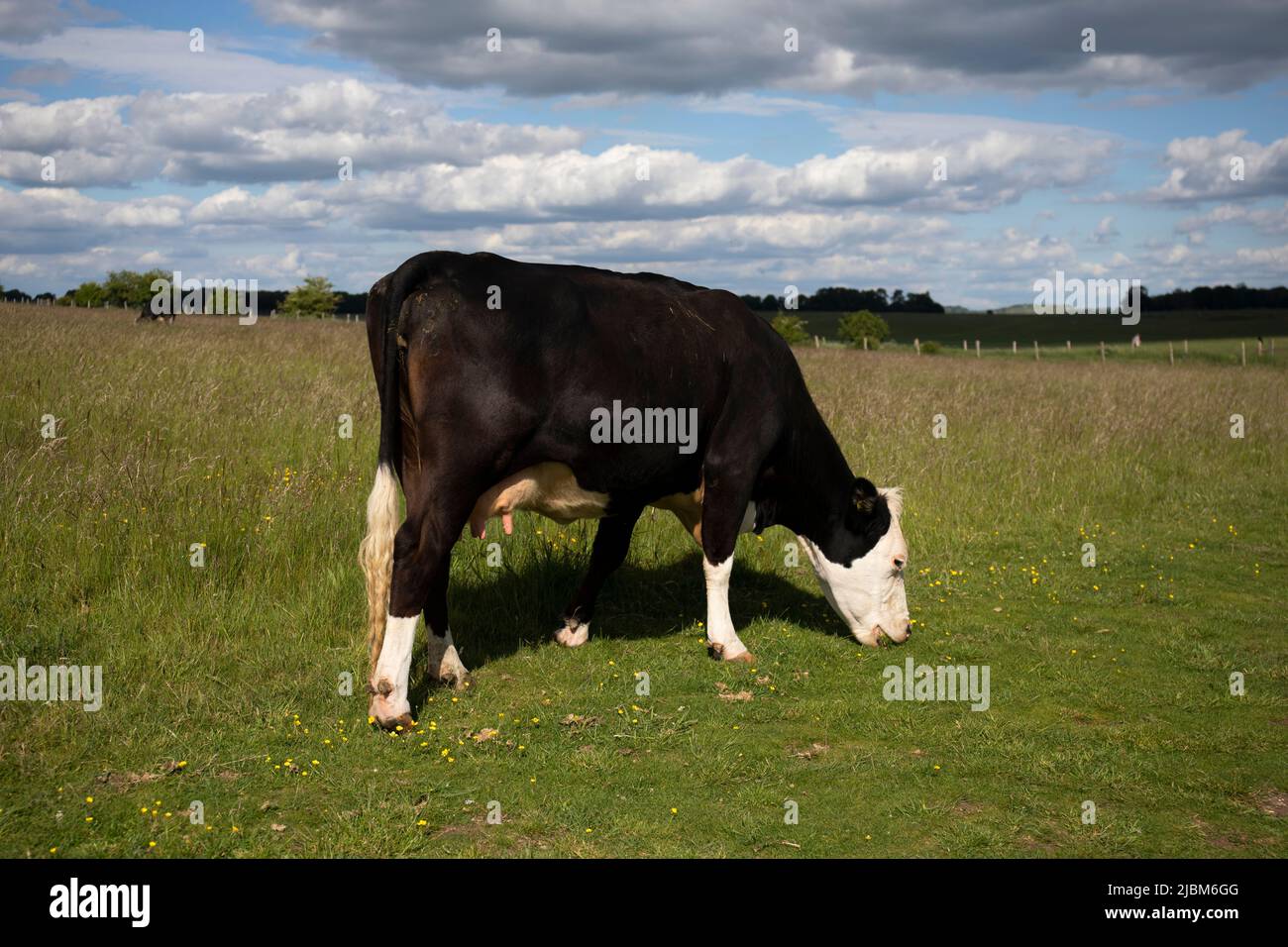 Cattle working hard hi-res stock photography and images - Alamy
