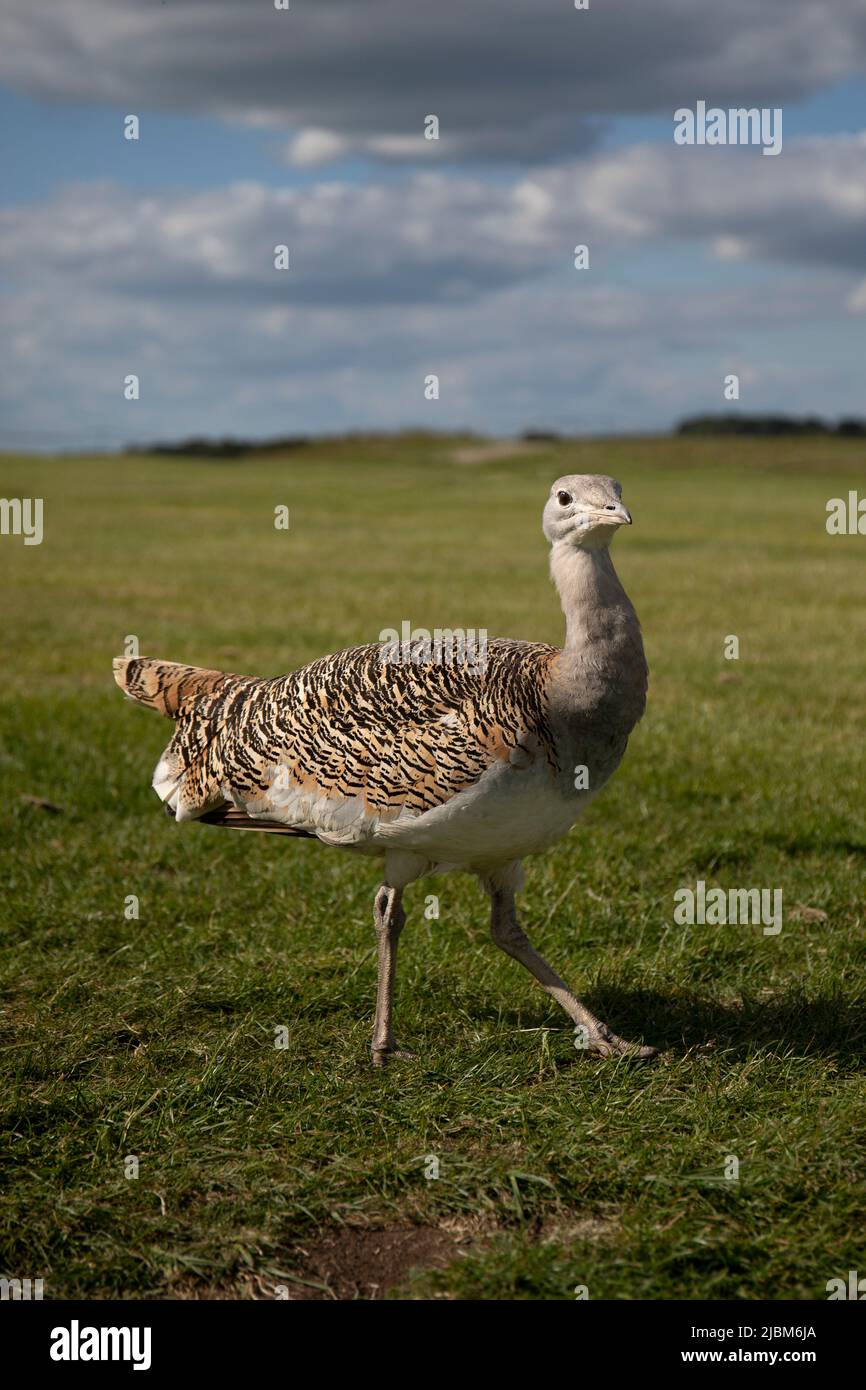 Great plains birds hi-res stock photography and images - Alamy