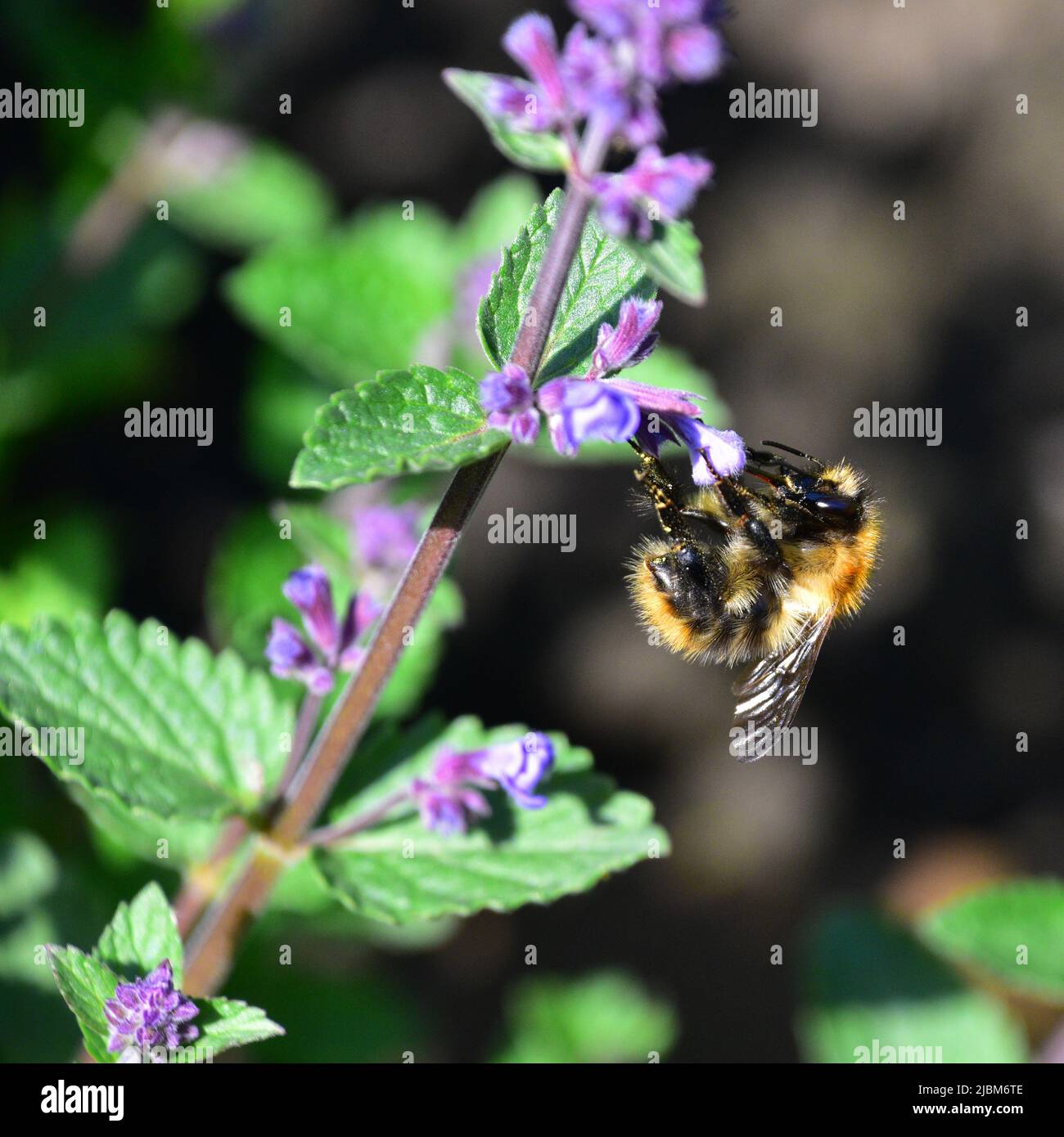 Bumble Bee on Catmint Stock Photo - Alamy