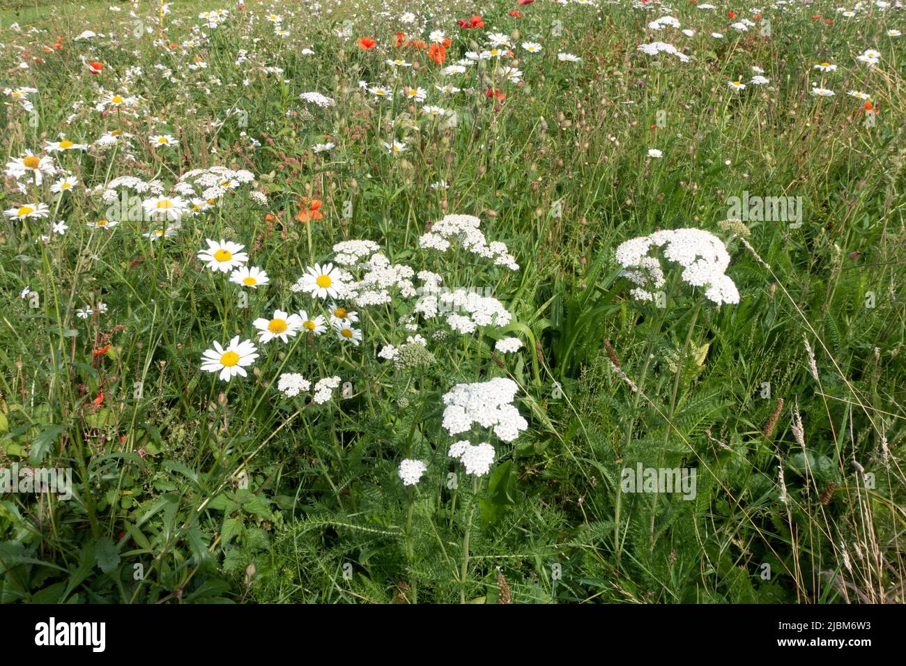 Wildflowers including yarrow, Ox-eye daisy, and poppies in rewilding ...