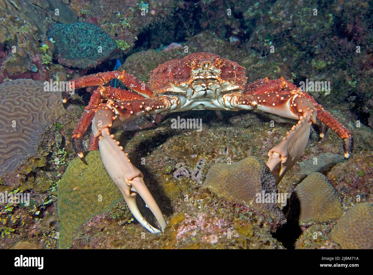 Channel clinging crabs hi-res stock photography and images - Alamy