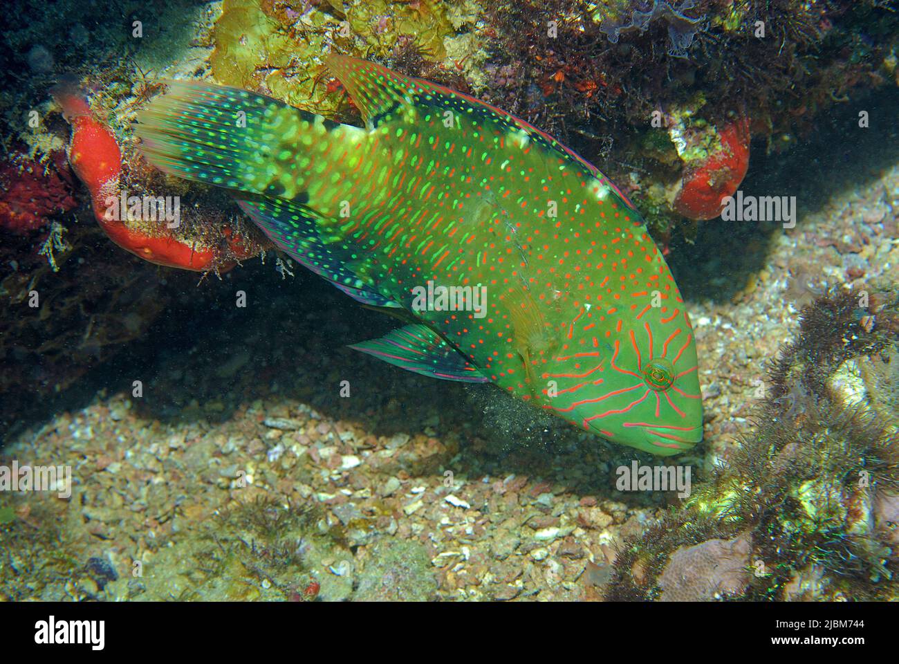 Abudjubbe wrasse hi-res stock photography and images - Alamy