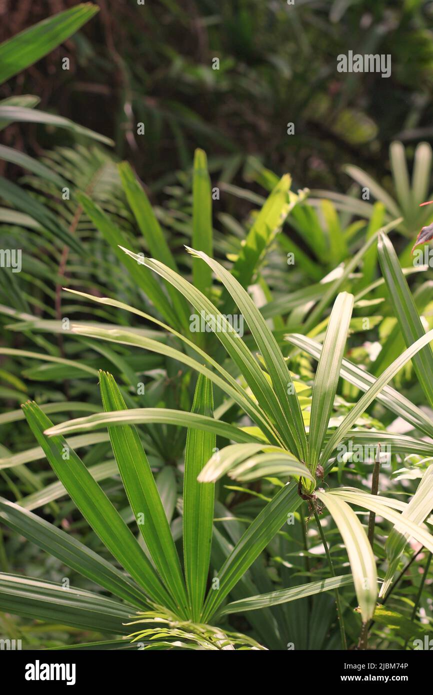 Beautiful lush green tropical plants growing in the overgrown jungle ...