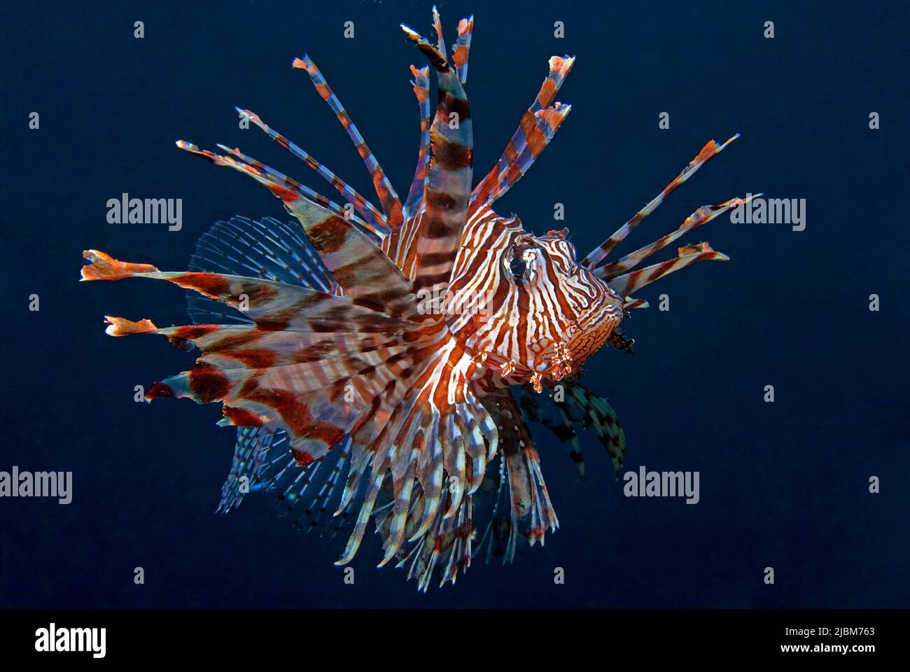 Meersfauna hi-res stock photography and images - Alamy