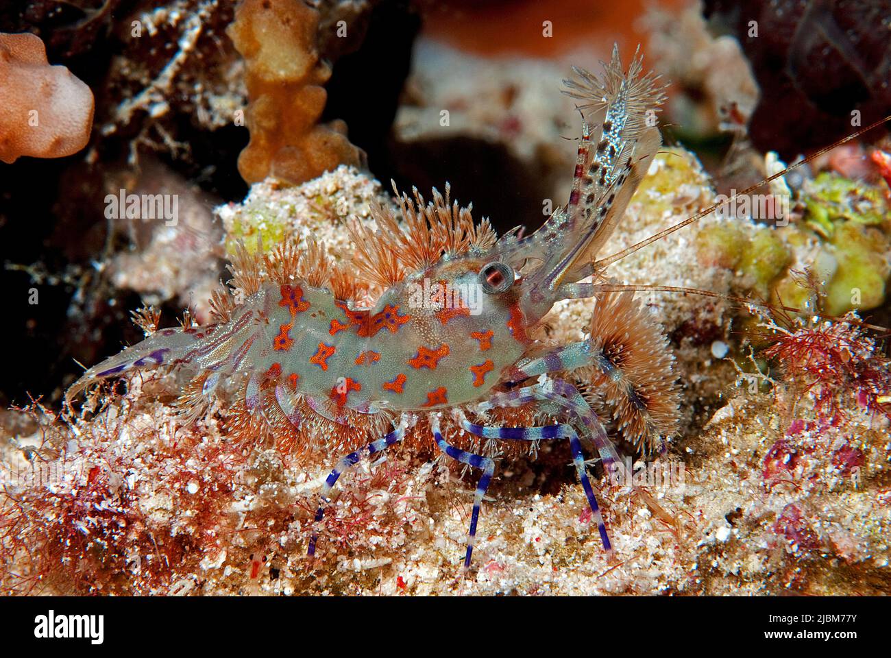 Coral marble shrimp hi-res stock photography and images - Alamy