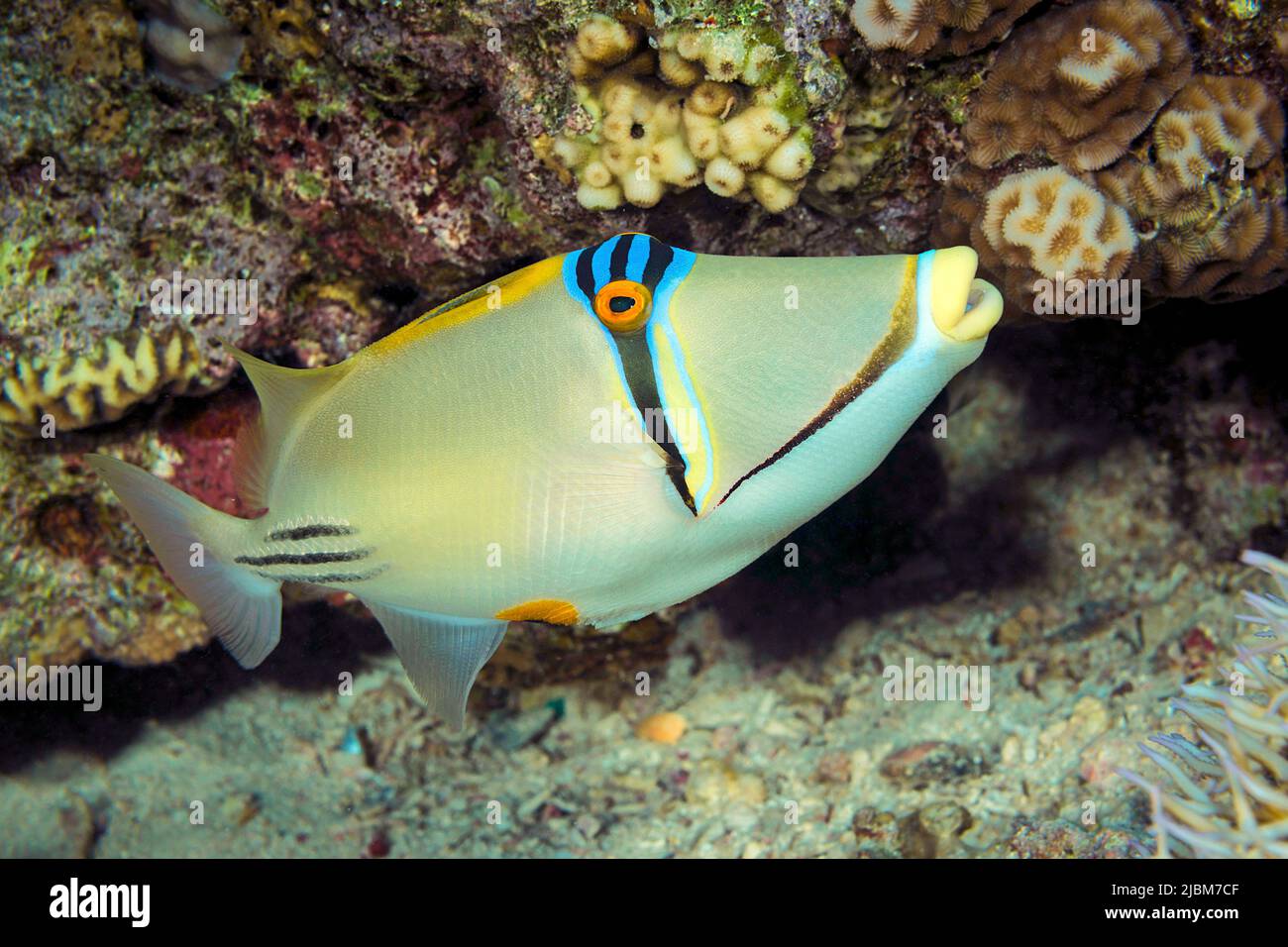 Common picasso triggerfish hi-res stock photography and images - Alamy
