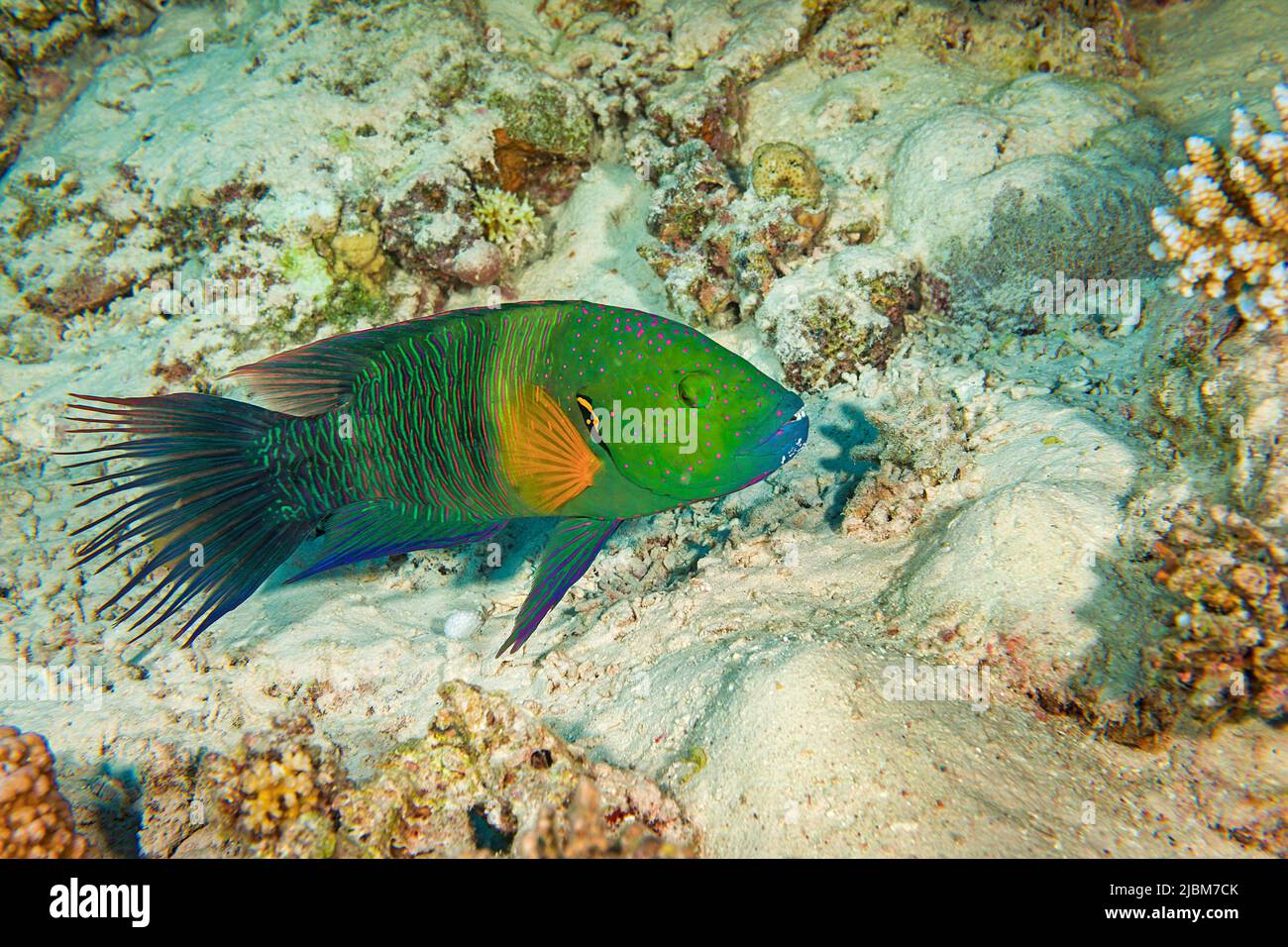 Broomtail wrasses hi-res stock photography and images - Alamy