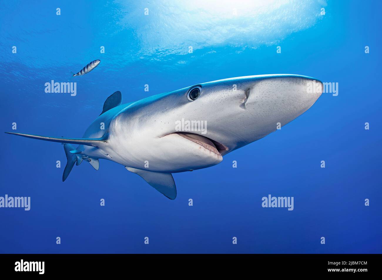 Pilot fish shark hi-res stock photography and images - Alamy