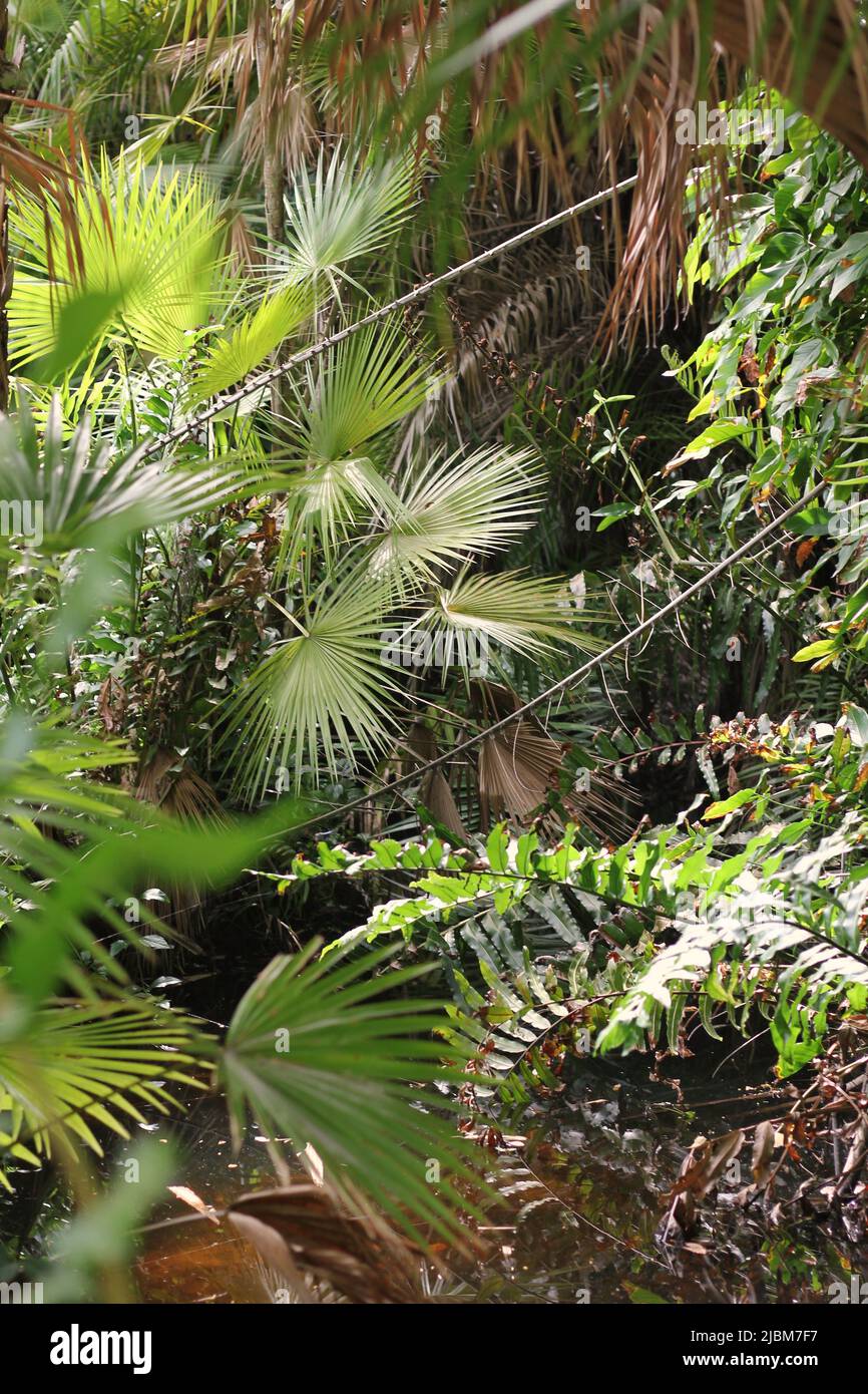Beautiful lush green tropical plants growing in the overgrown jungle ...