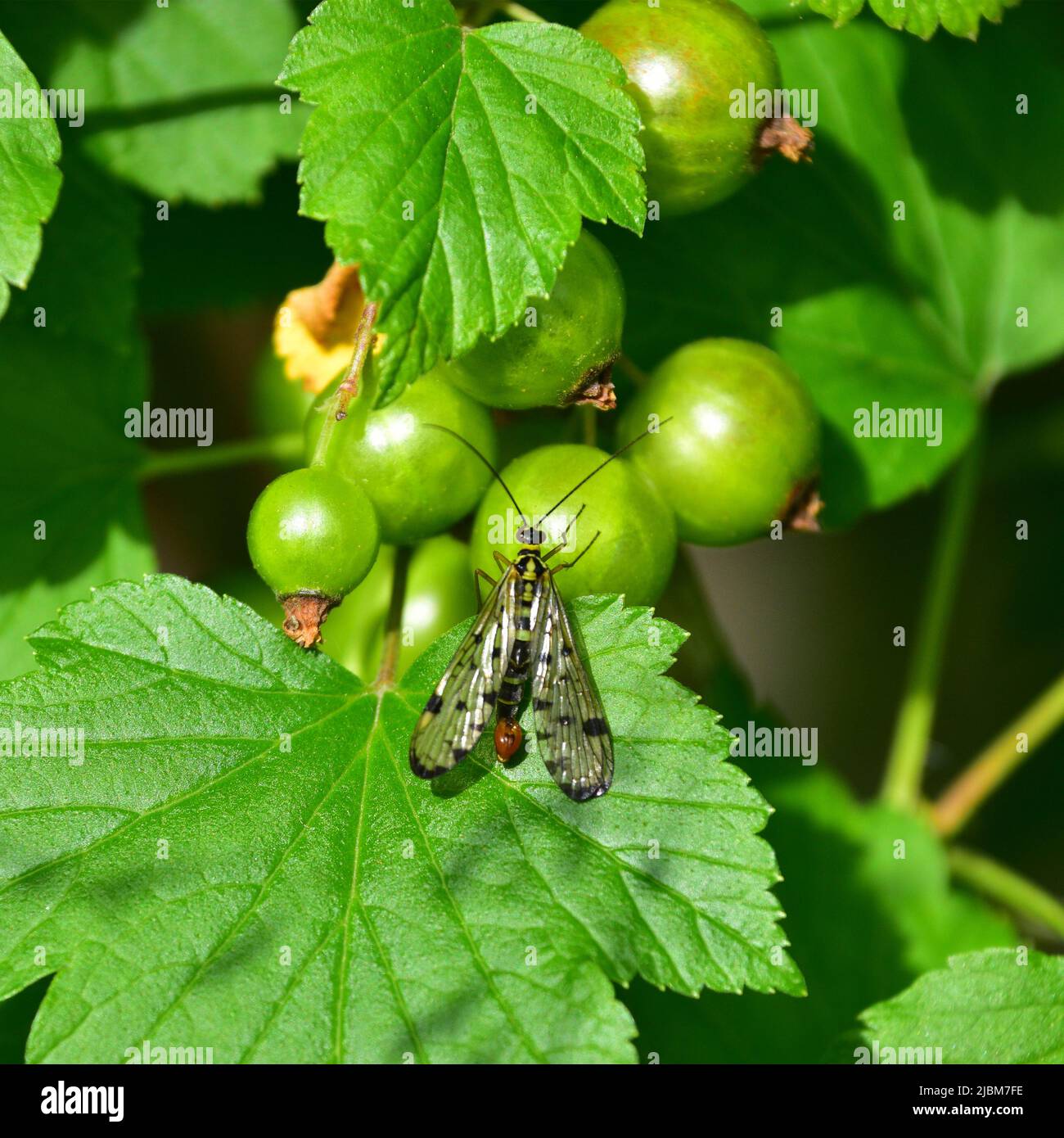 Goosegogs hi-res stock photography and images - Alamy
