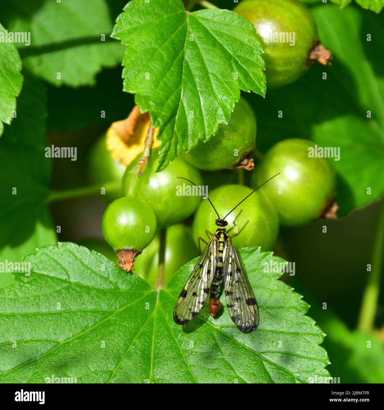 Fruit goosegogs hi-res stock photography and images - Alamy