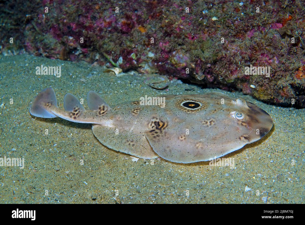 Fisch cortez hi-res stock photography and images - Alamy
