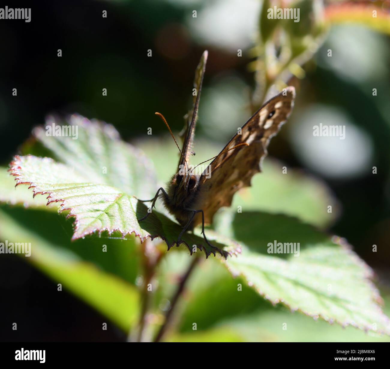 Speckled wood butterfly basking on brambles viewed head on Stock Photo ...