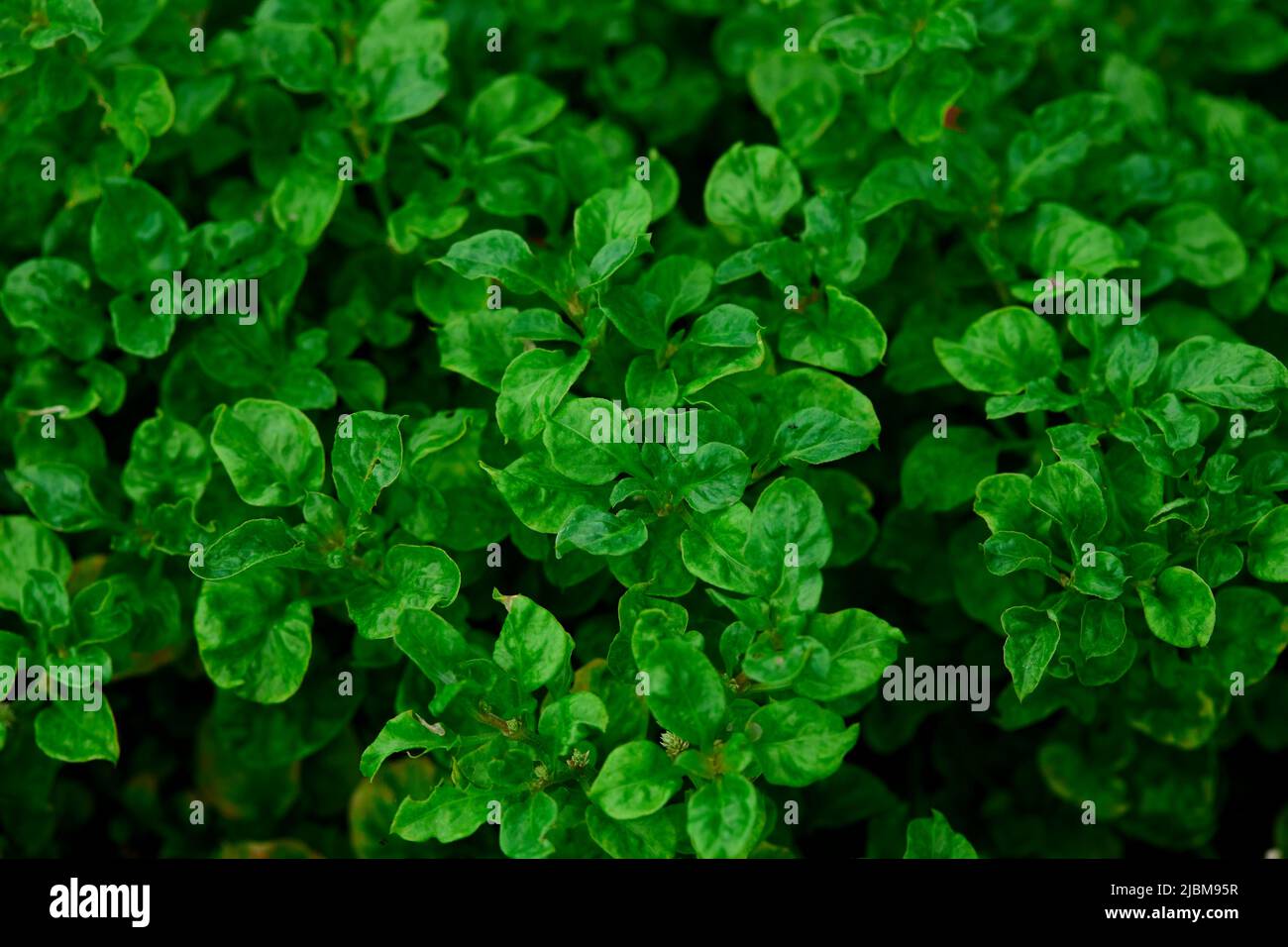 Watercress cultivation hi-res stock photography and images - Alamy