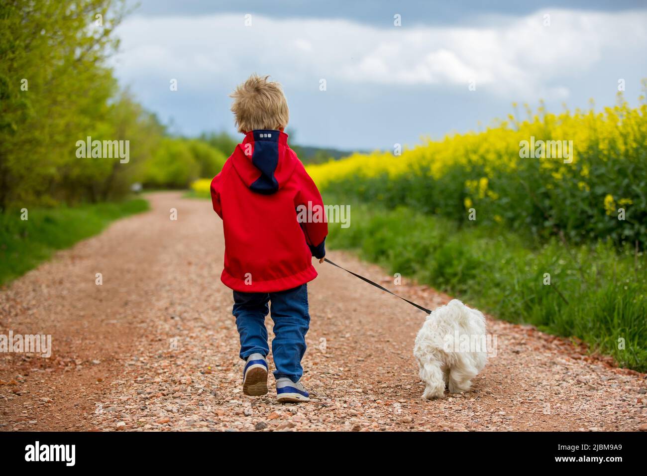 Cute little toddler child, blond boy, walking his little pet dog in the ...