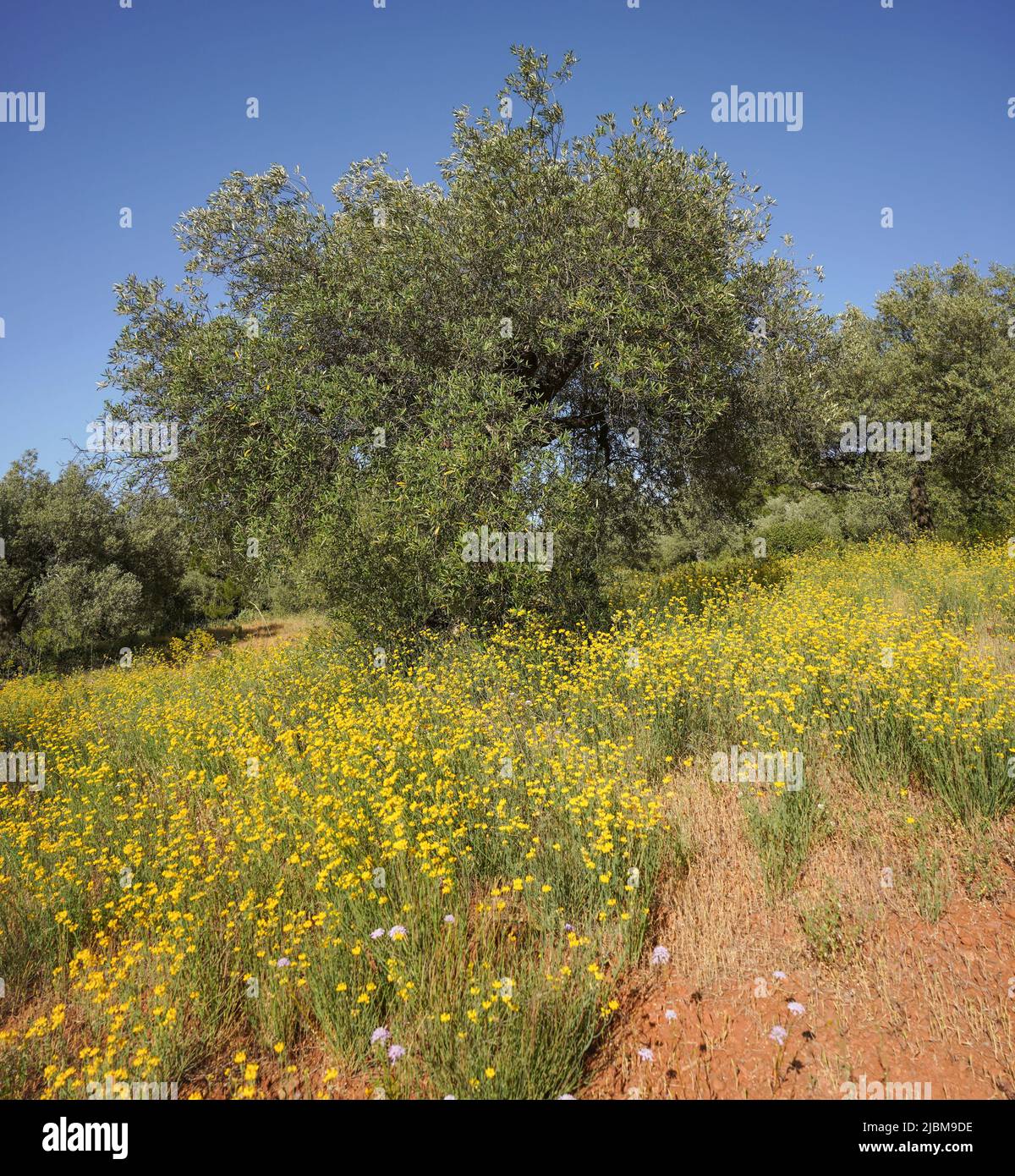 Spring mediterranean hi-res stock photography and images - Alamy