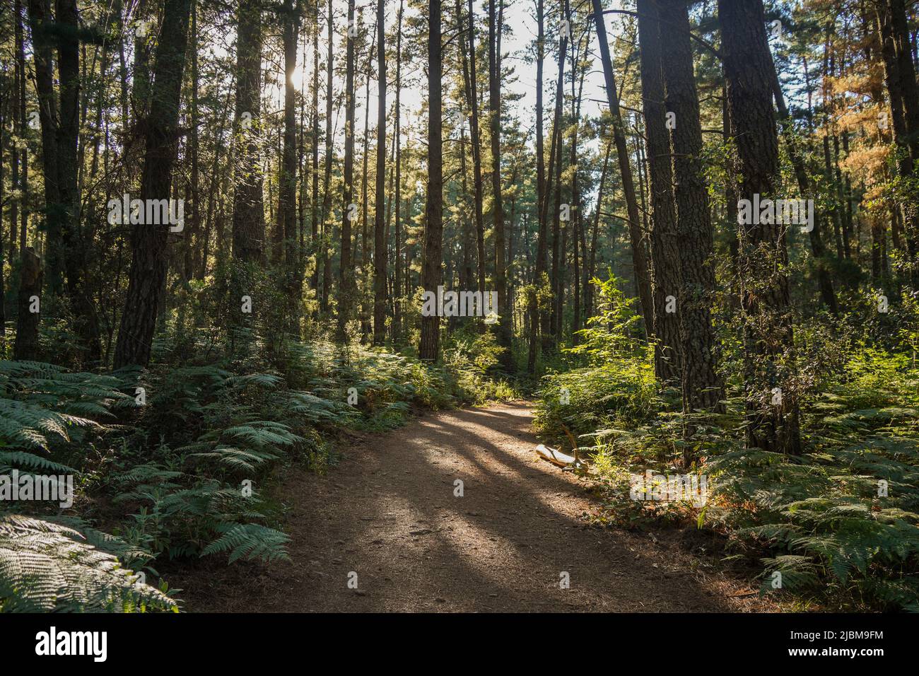 Path trough Dense Pine forest with ferns and Monterey Pine (Pinus ...