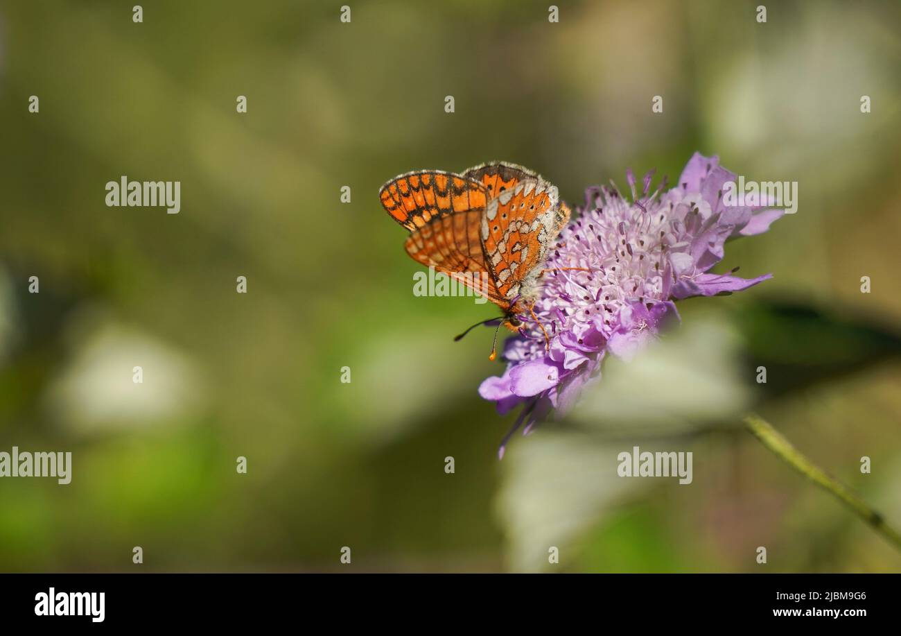 Marsh fritillary, Euphydryas aurinia Beckeri, Spain, Europa Stock Photo ...
