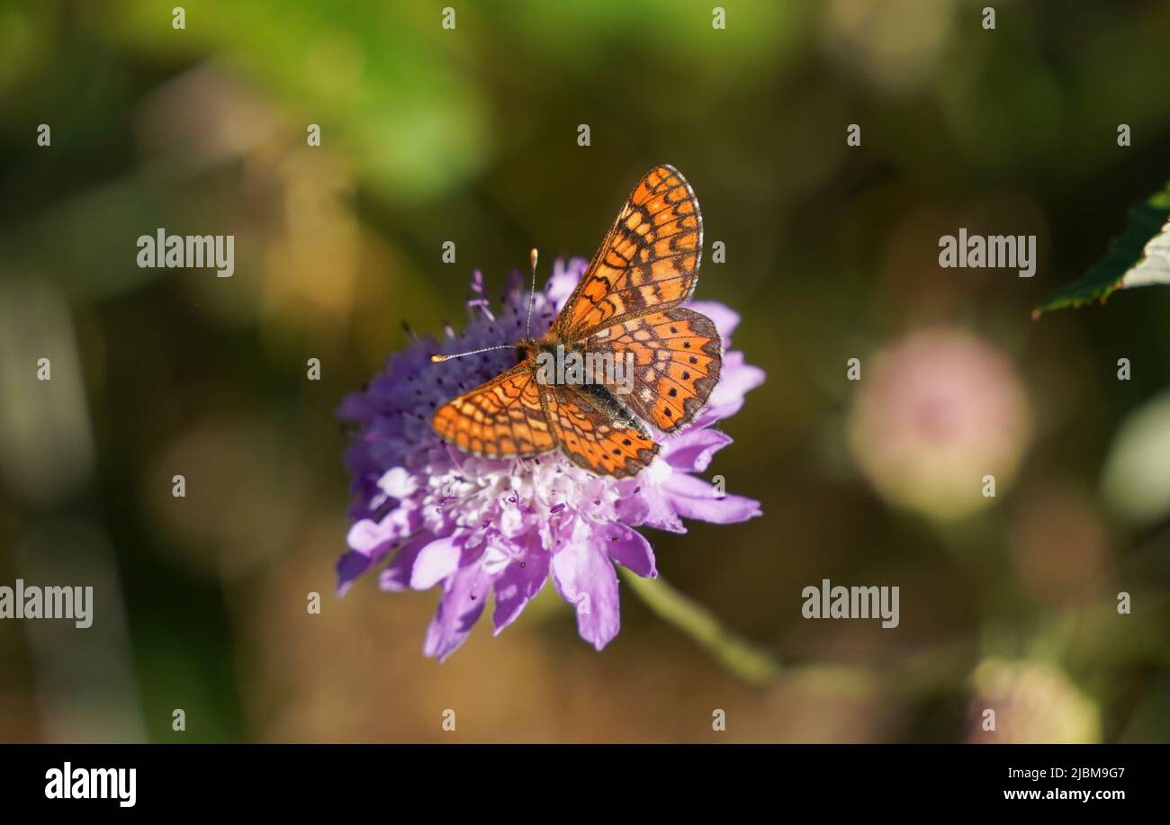 Marsh fritillary, Euphydryas aurinia Beckeri, Spain, Europa Stock Photo ...