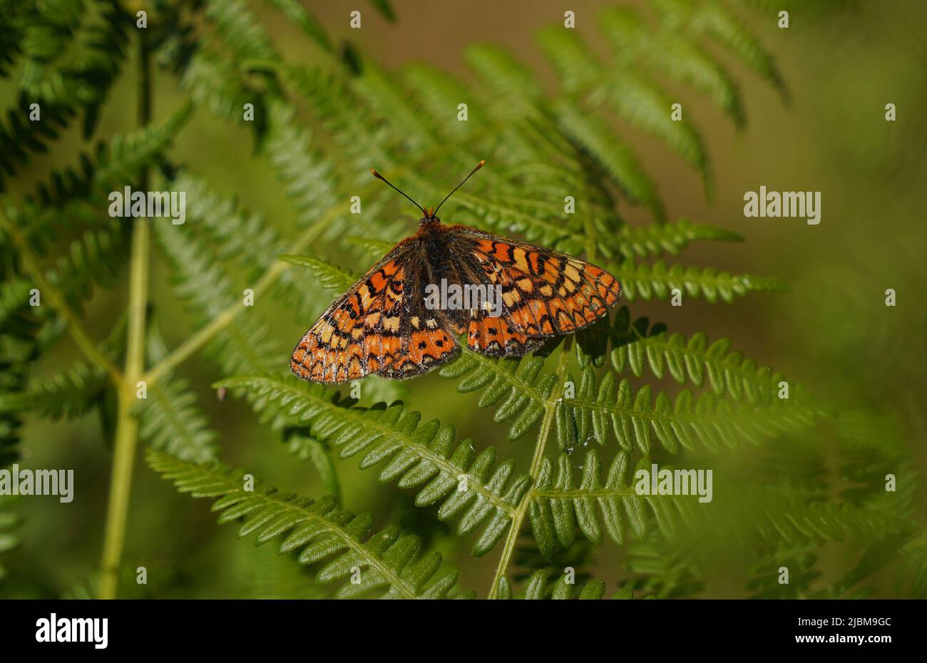 Marsh fritillary, Euphydryas aurinia Beckeri, Spain, Europa Stock Photo ...