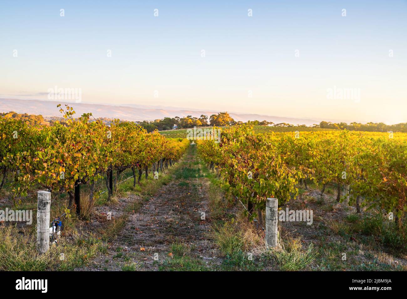 Grape vines in McLaren Vale at sunset, South Australia Stock Photo - Alamy