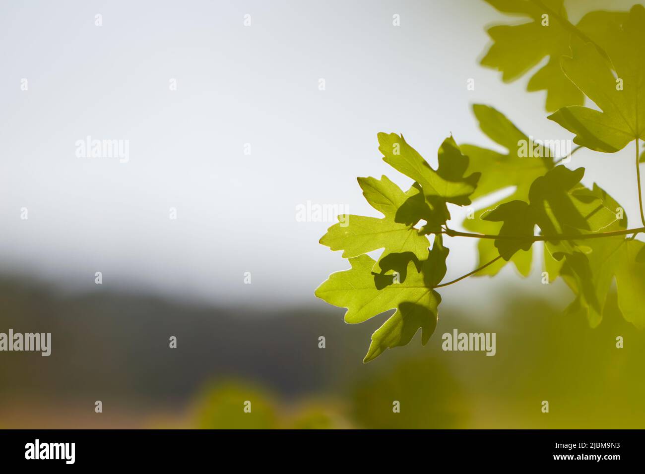 Acer campestre, leaves of maple tree Stock Photo - Alamy