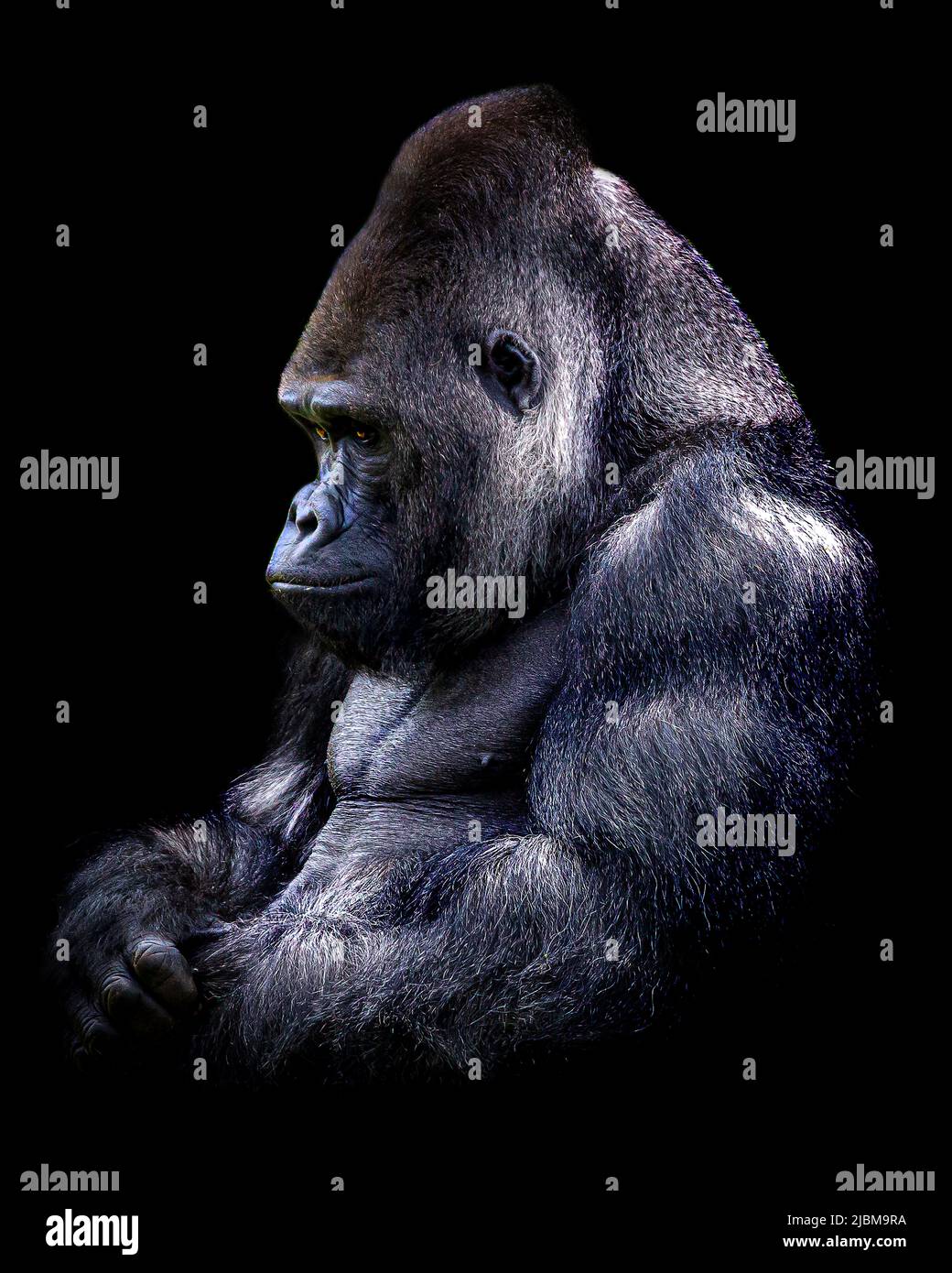 A gorilla looks deep in thought in this stunning portrait. BLACKPOOL ...