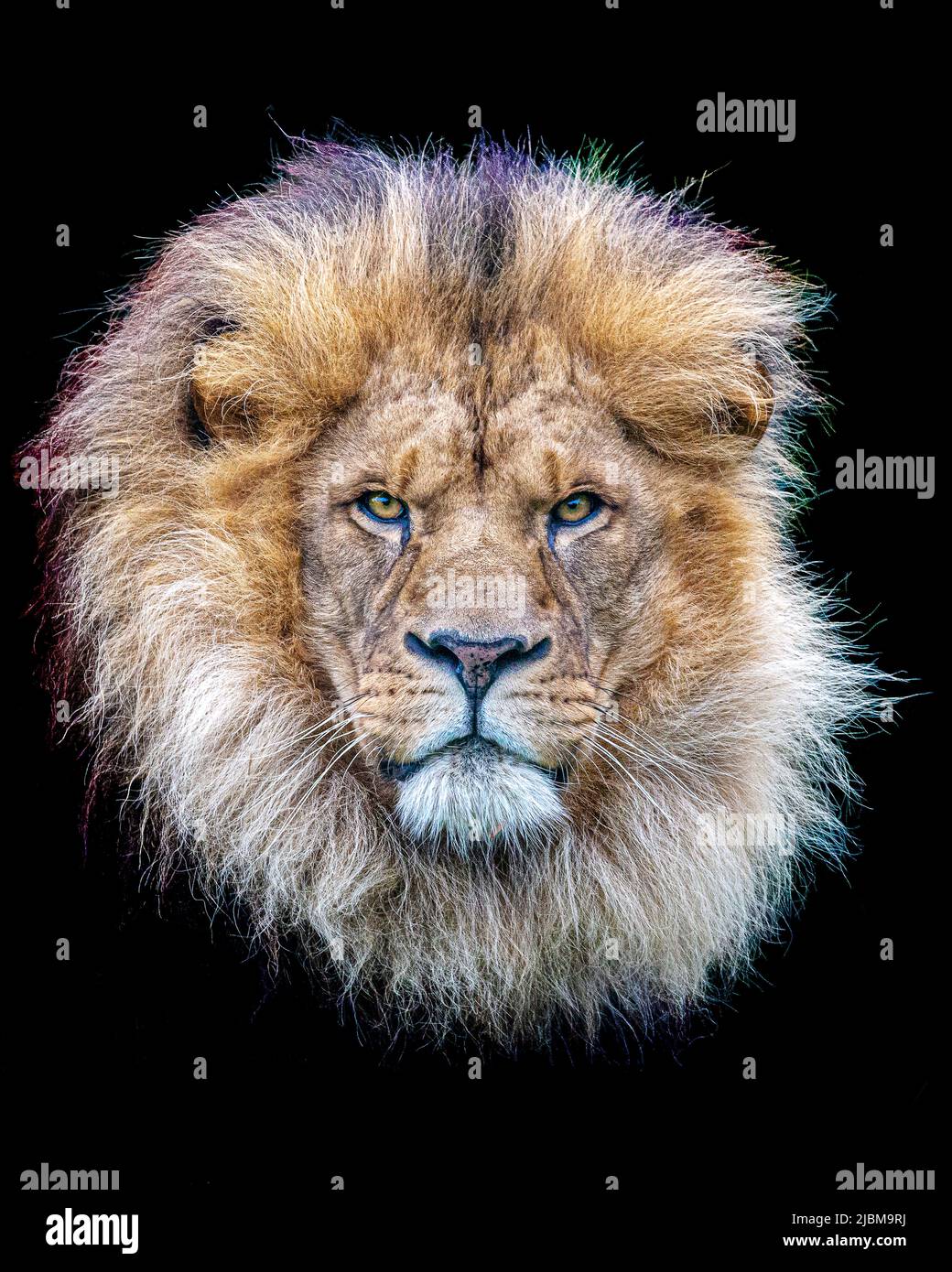A proud lion with a glowing mane. BLACKPOOL ZOO, UK. These British ...