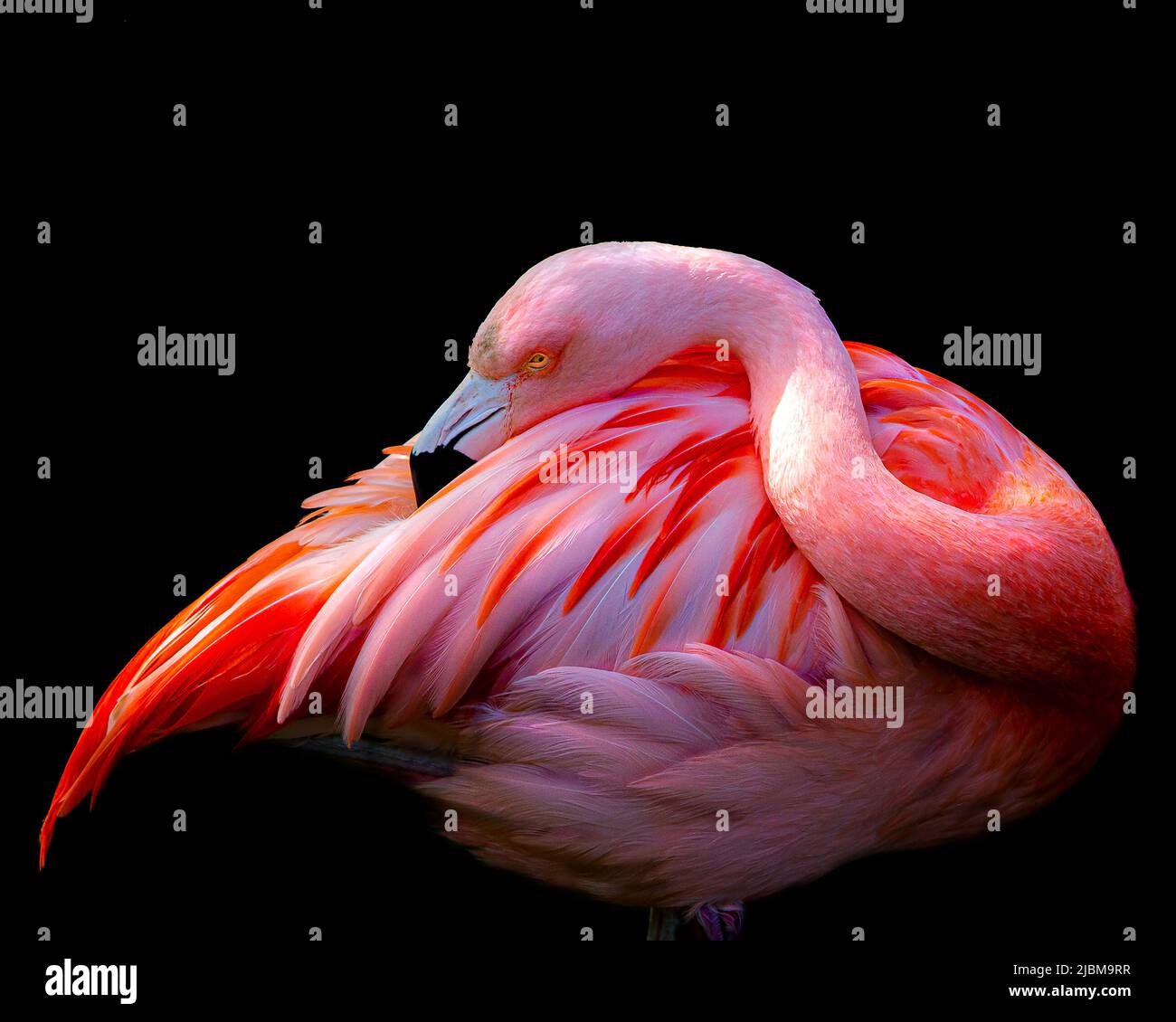 A graceful flamingo rests its head on its feathers. WELSH MOUNTAIN ZOO ...