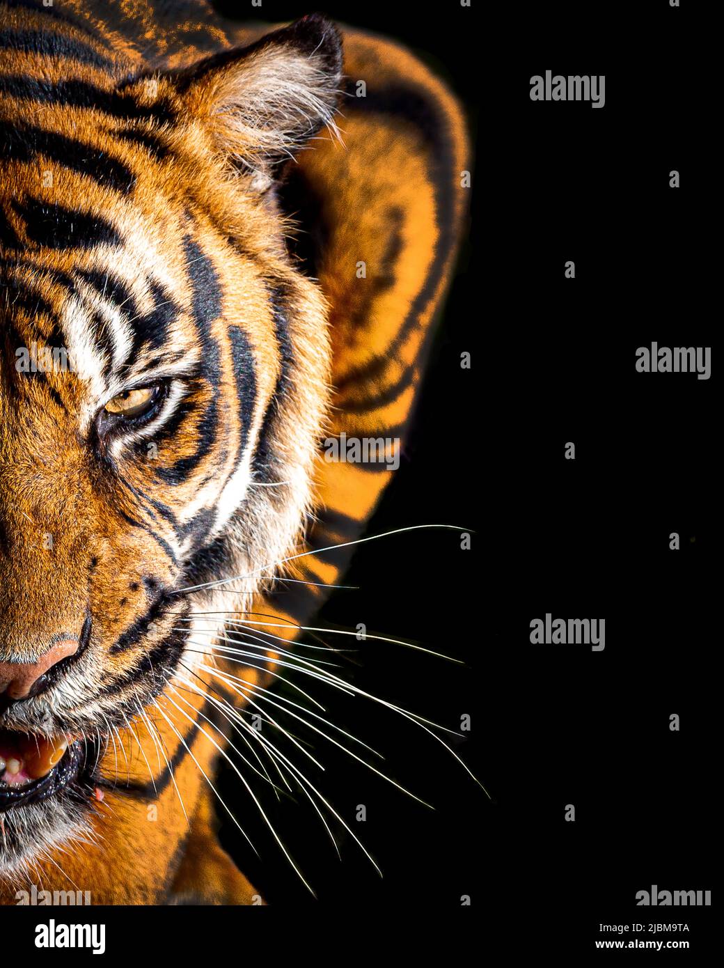 A tiger fiercely looks towards the camera. FLAMINGO LAND, MALTON, UK ...