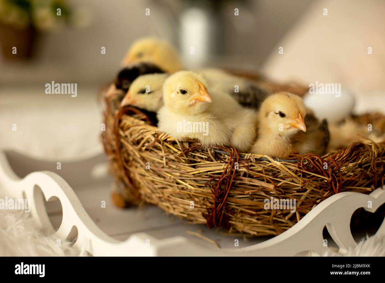 Little newborn chicks in a nest, cute newborn birds sleeping ...