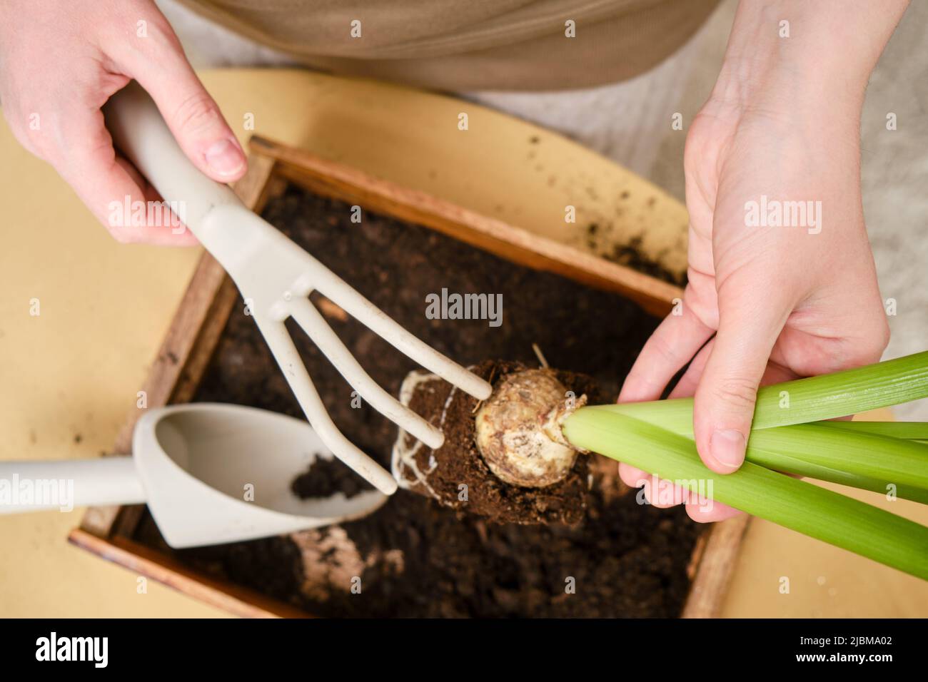 Woman working in home garden, soil for hyacinth flower. Transplanting ...