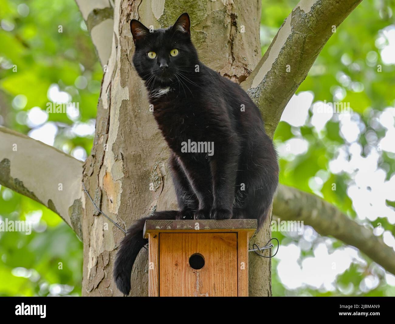 Sieversdorf, Germany. 07th June, 2022. A black tomcat is seen hunting ...