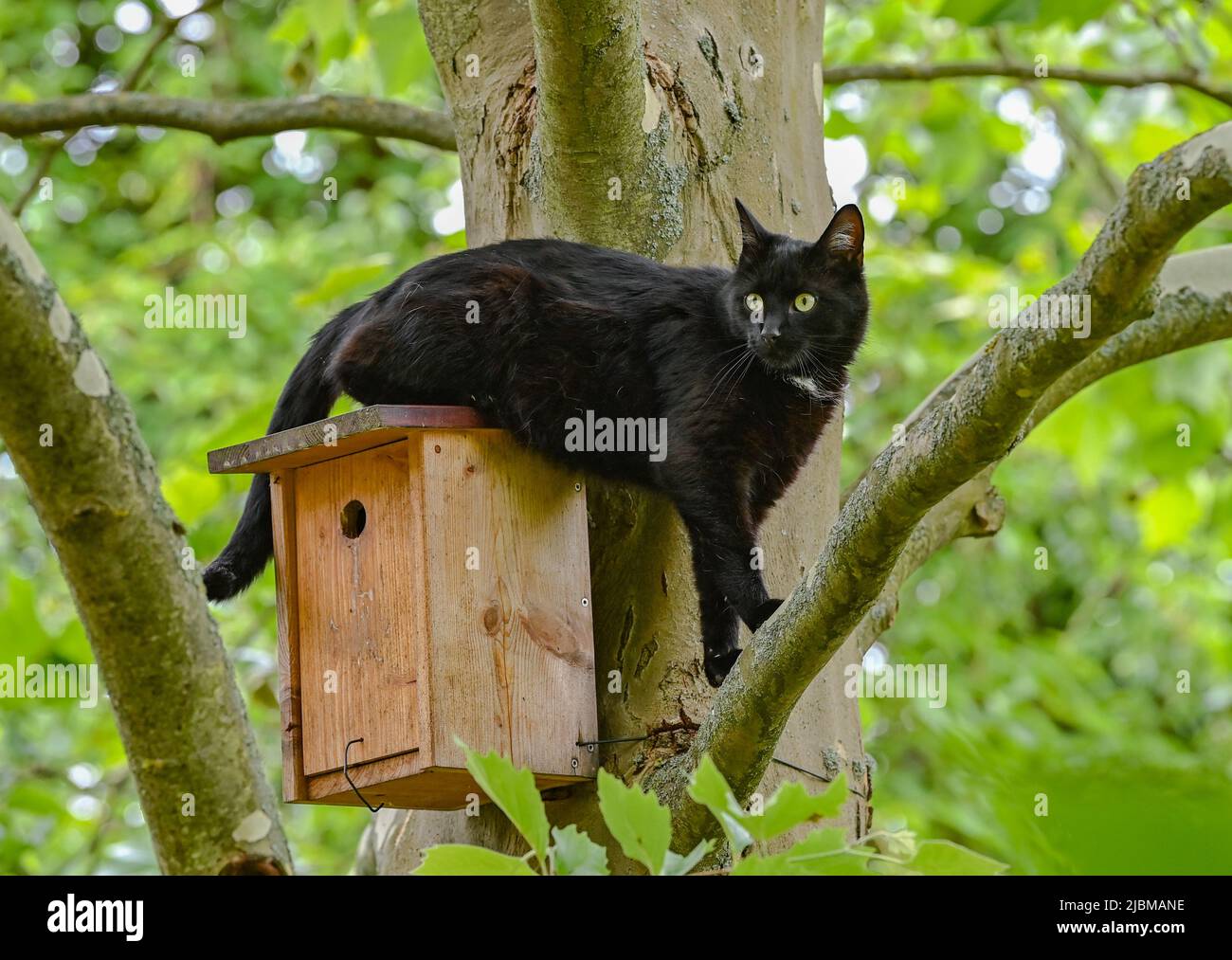 Sieversdorf, Germany. 07th June, 2022. A black tomcat is seen hunting ...