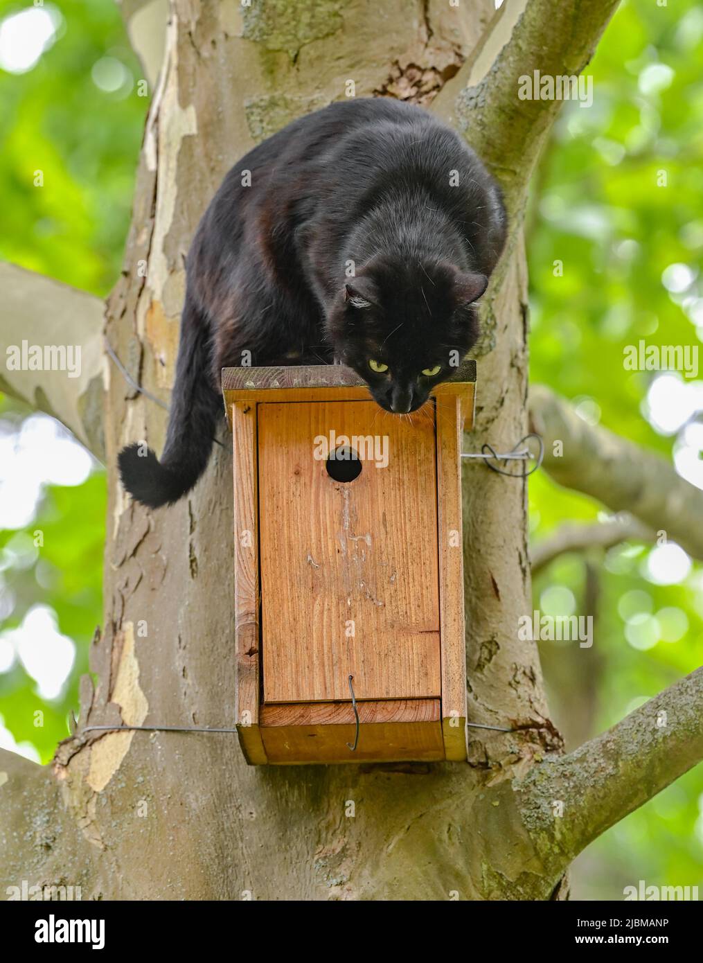 Sieversdorf, Germany. 07th June, 2022. A black tomcat is seen hunting ...