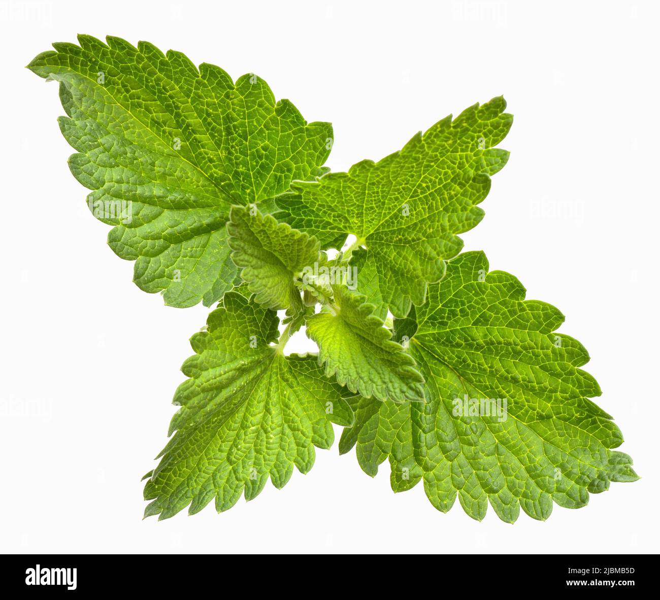 Young succulent lemon balm leaves on a white background Stock Photo - Alamy